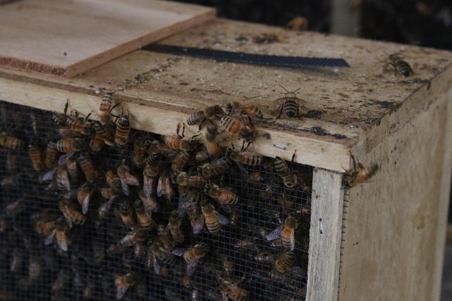 Vidalia Apicultural Services and Bee Company | 2021 Small Business Rock ...