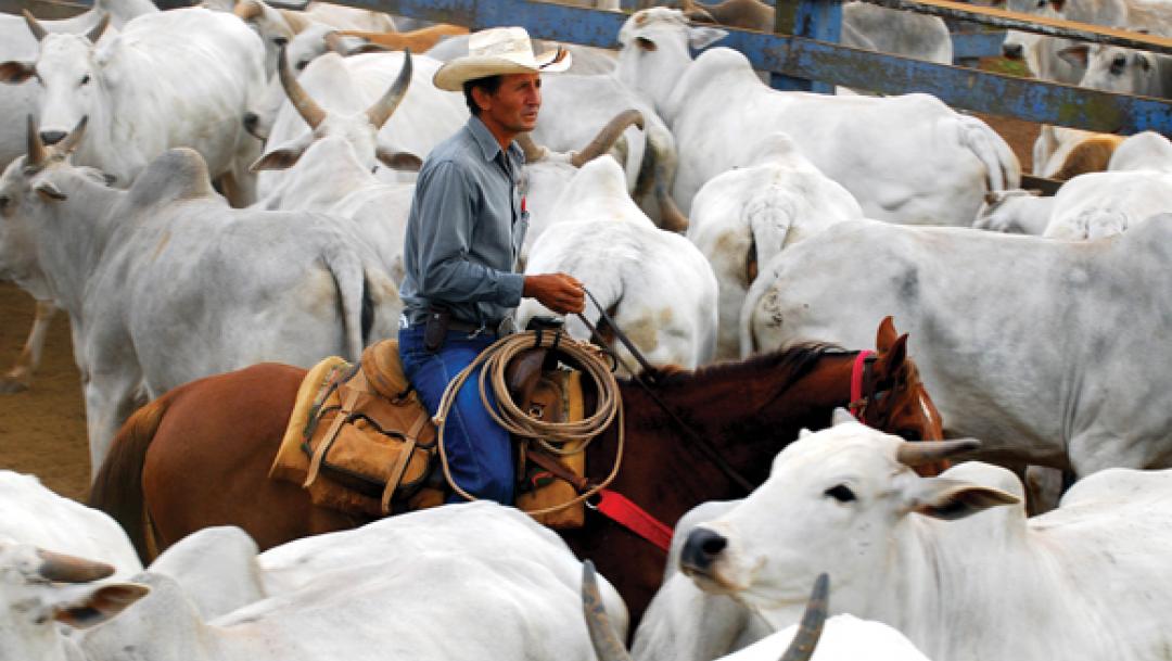 Global access, partnerships in Georgia help Merial meet world needs ...